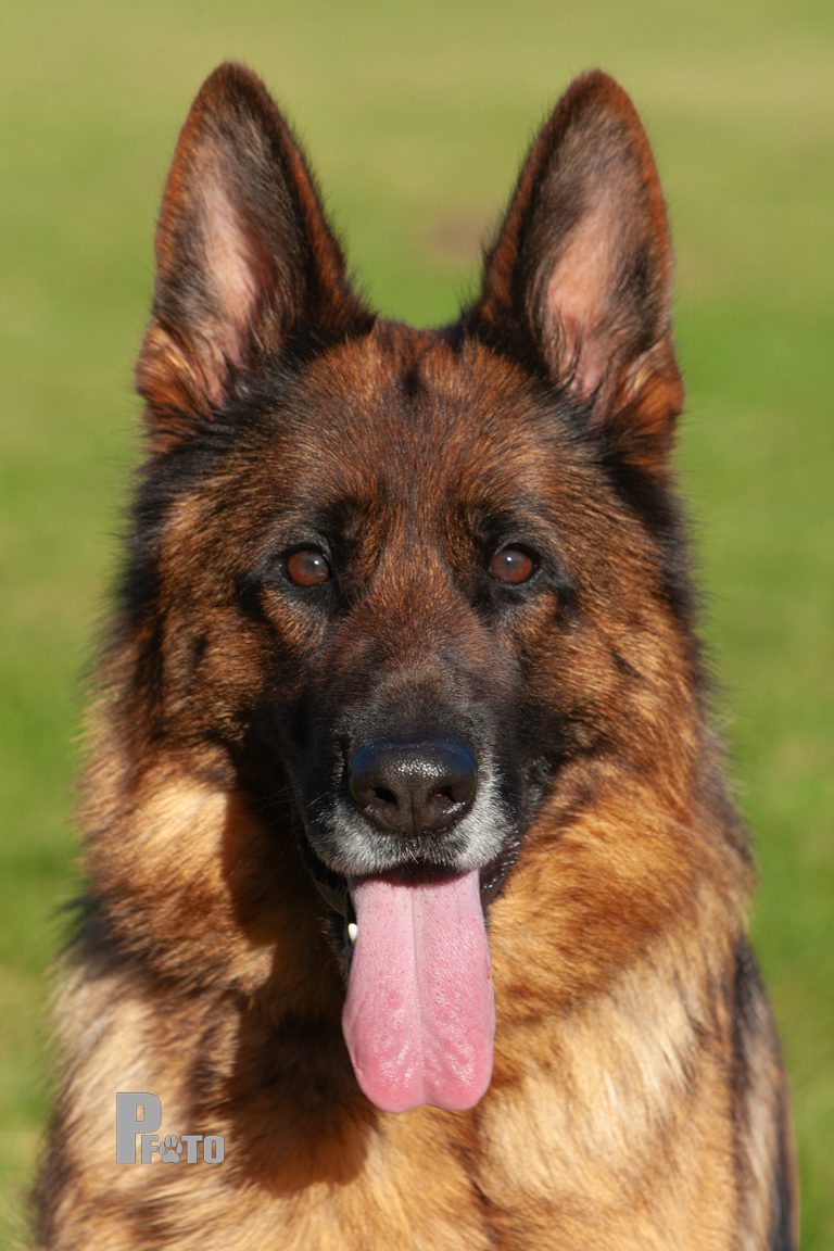 Yenny - Per Frost (Kennel Team Marlboro)